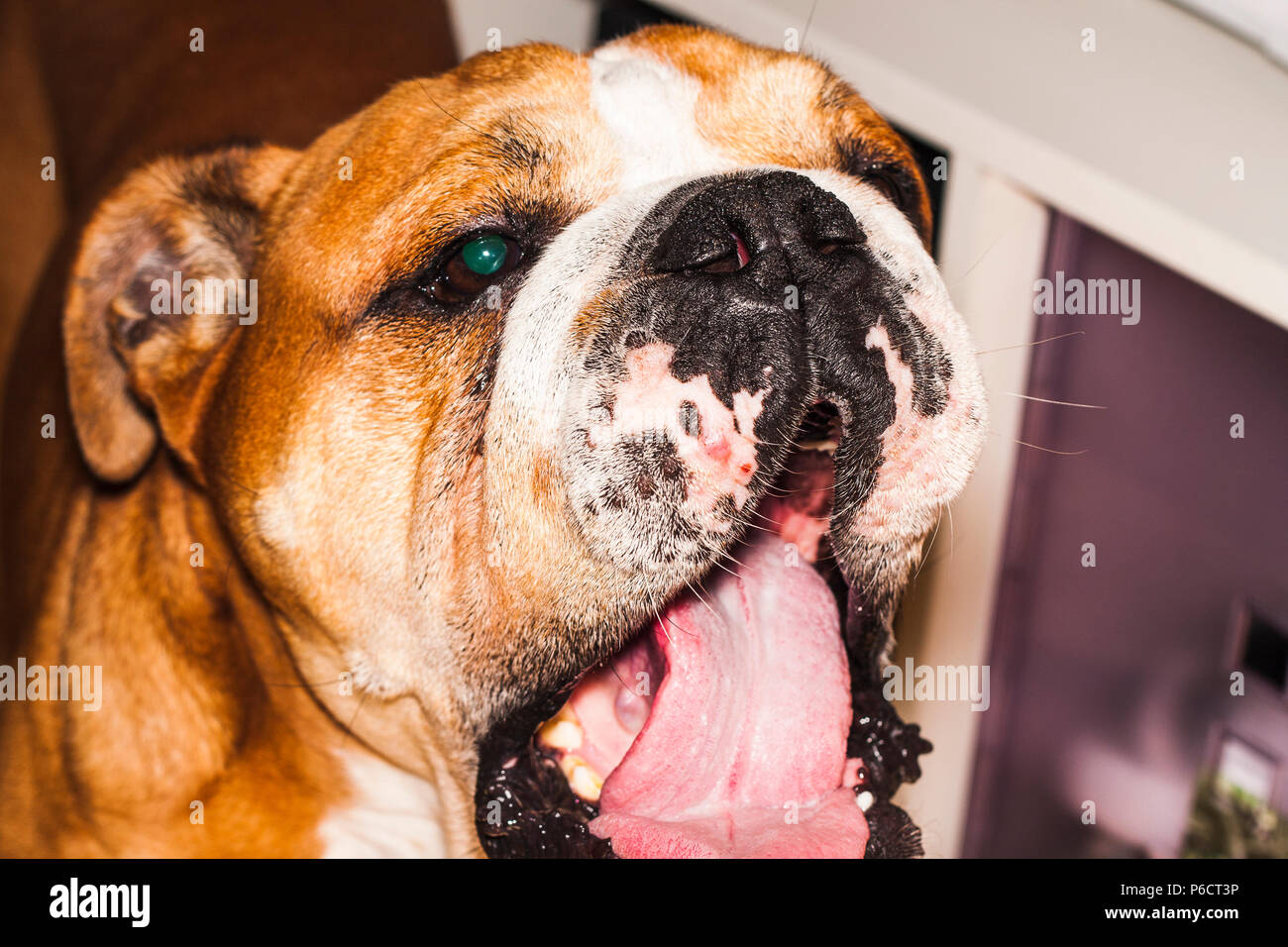 British bull dog breed hi-res stock photography and images - Alamy