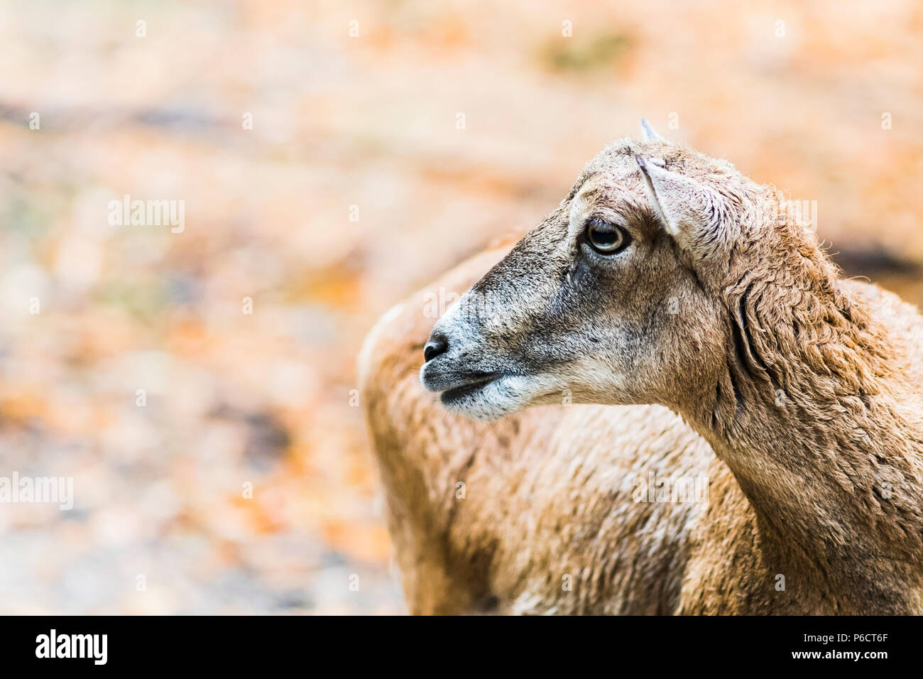 A female muflon in the forest Stock Photo - Alamy