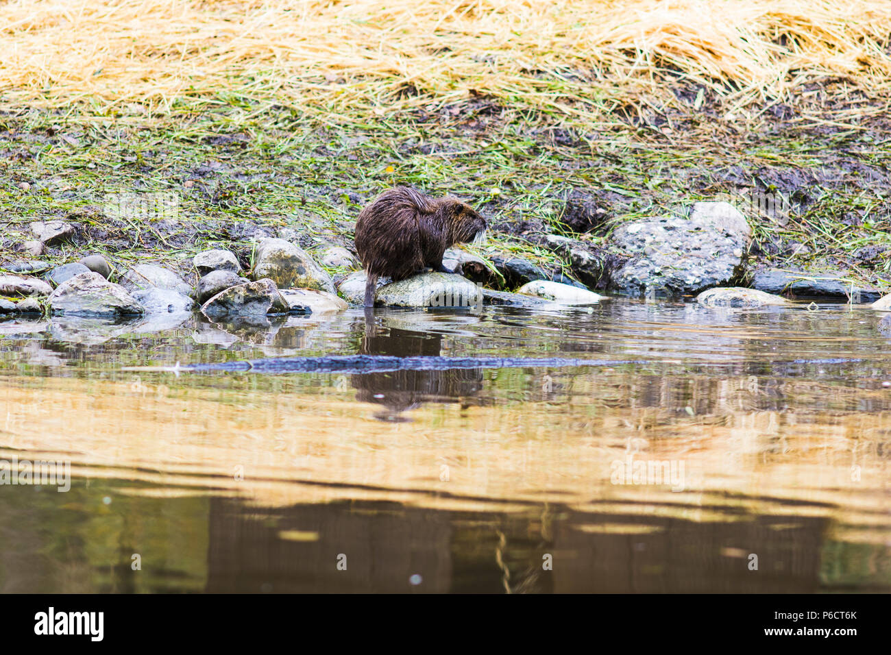 A Nutria (Myocastor coypus) in Germany Stock Photo - Alamy