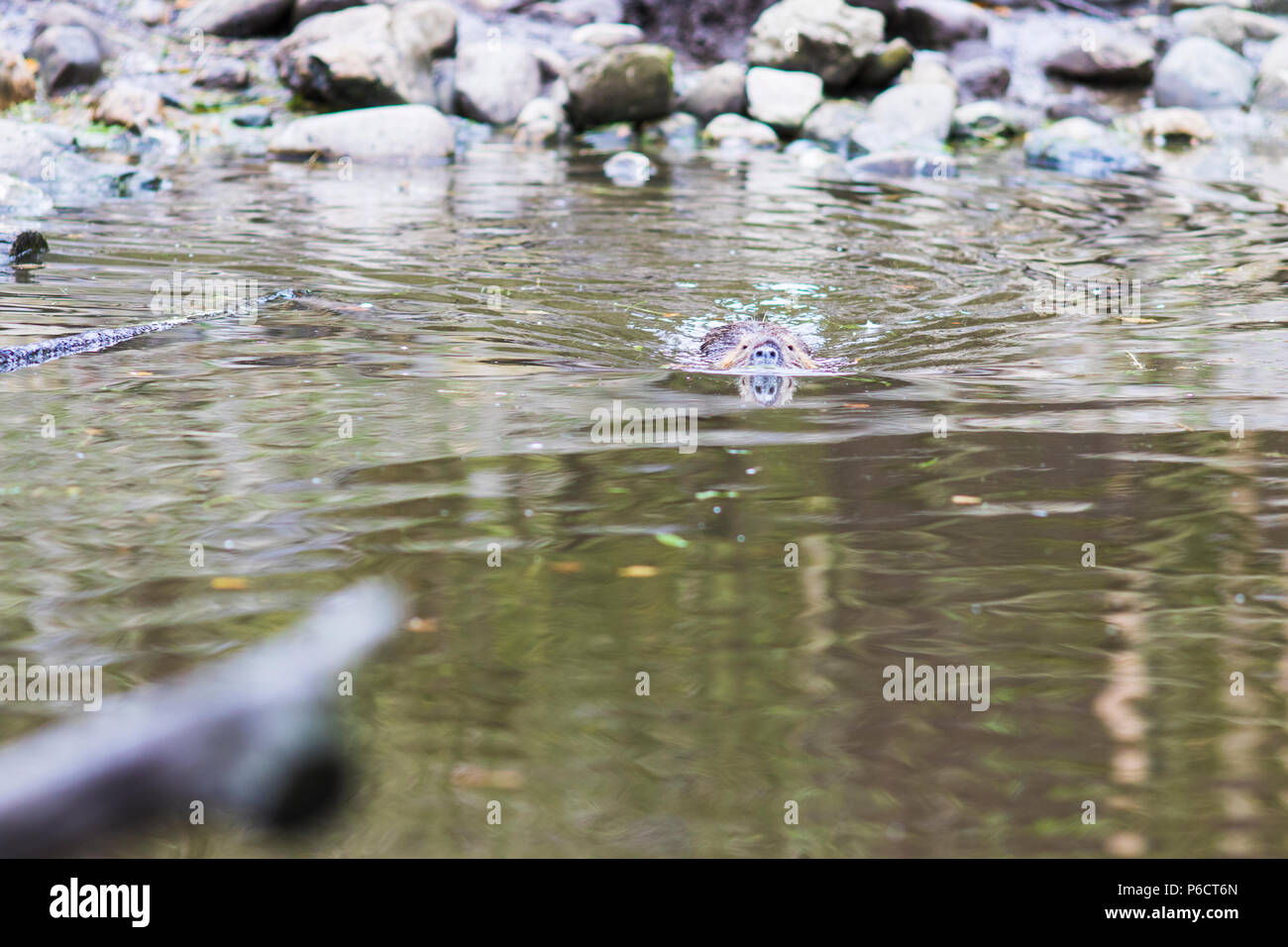 A Nutria (Myocastor coypus) in Germany Stock Photo - Alamy