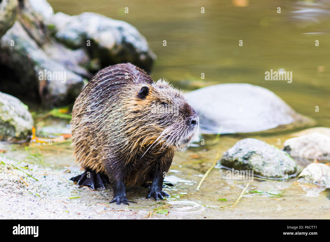 A Nutria (Myocastor coypus) in Germany Stock Photo - Alamy