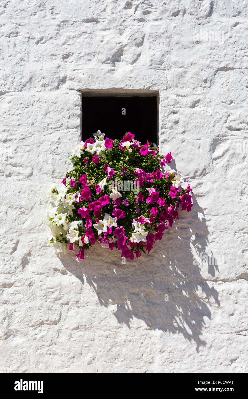 flowers on white background in Alberobello, Puglia Stock Photo - Alamy