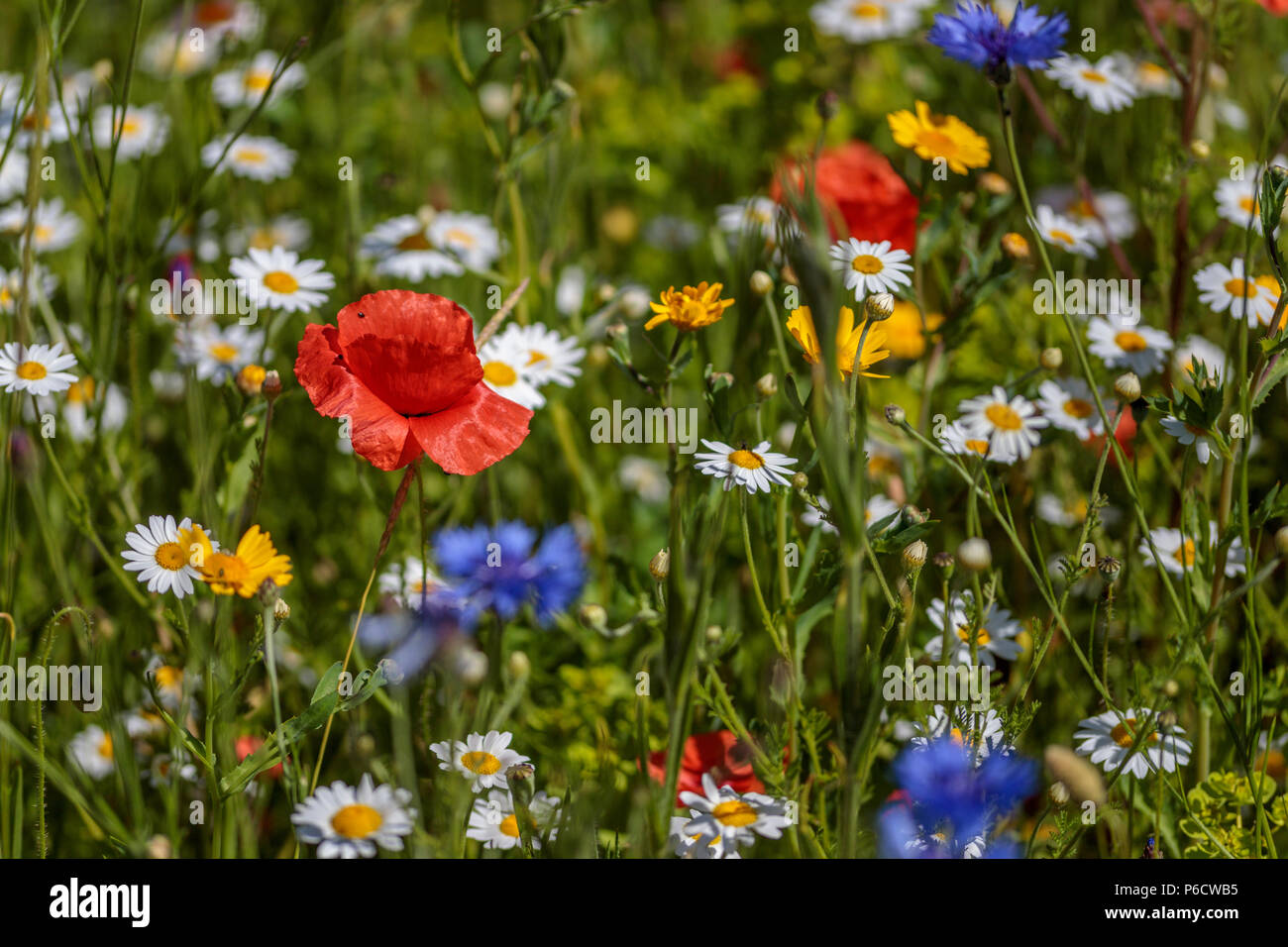 Beautiful wild flowers in the walled garden Helmsley, North Yorkshire ...
