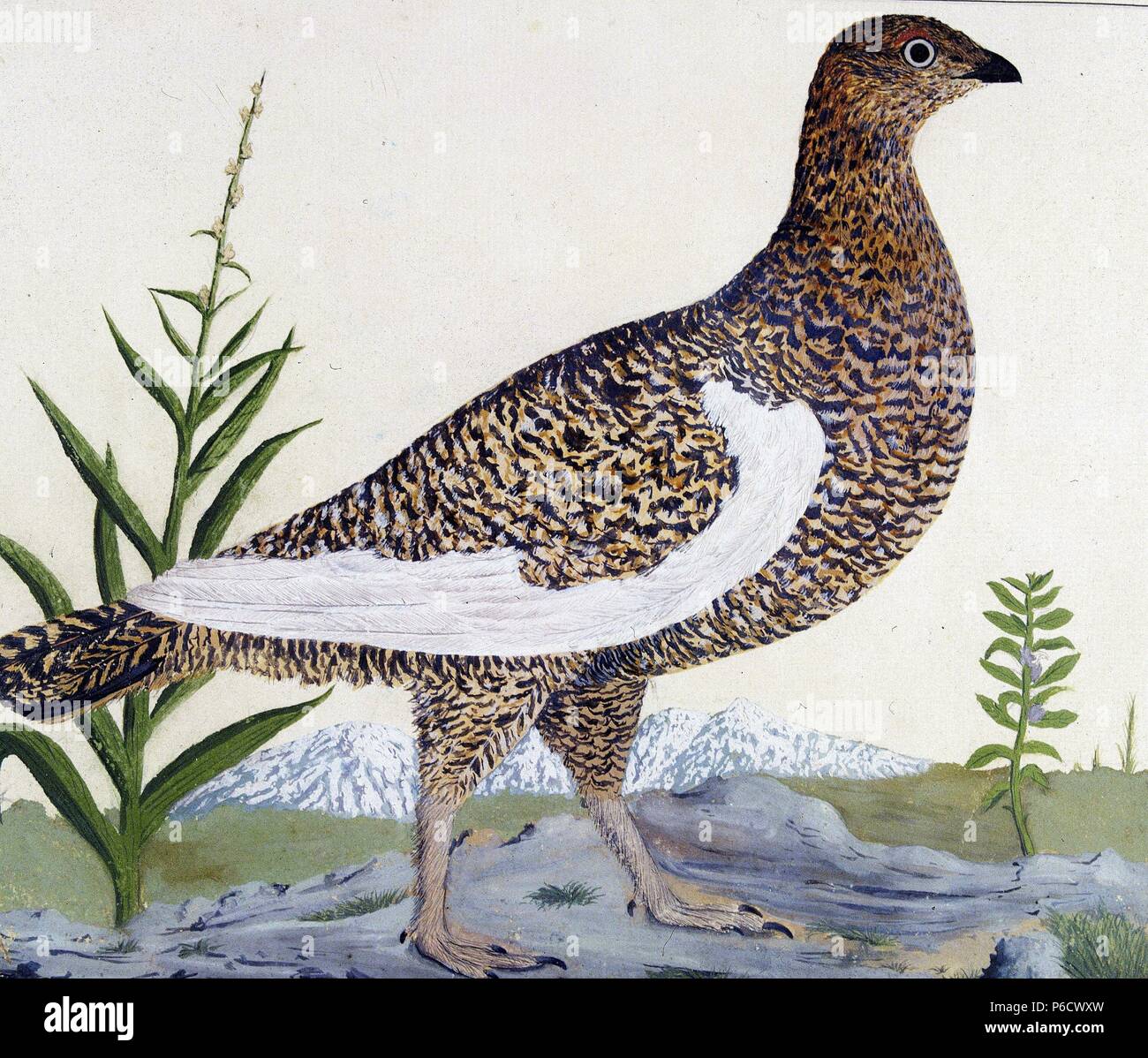 MALASPINA , ALEJANDRO. MARINO ITALIANO. 1754 - 1809. EXPEDICION ...