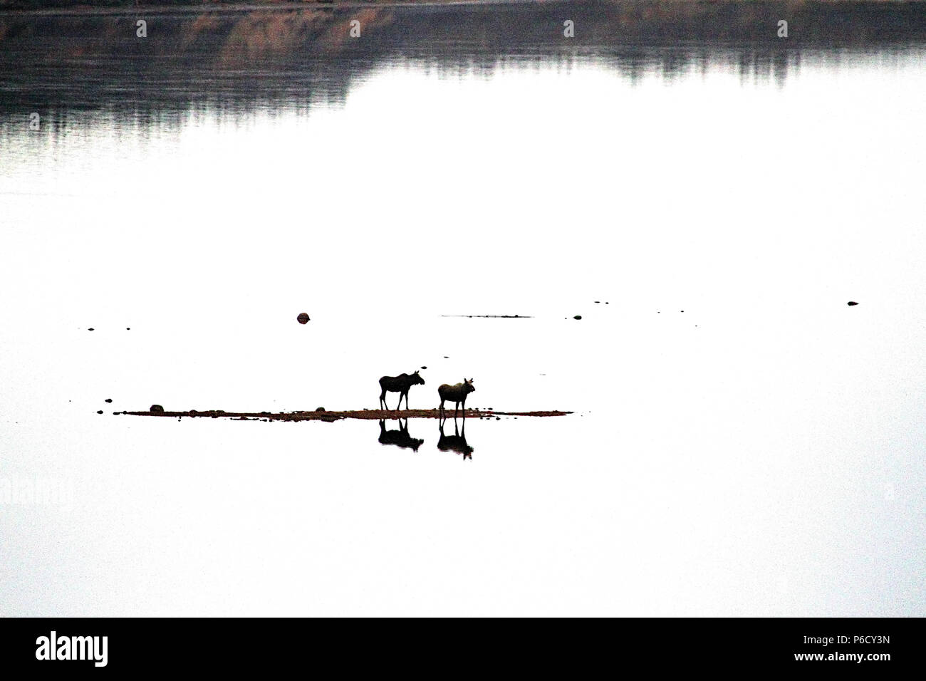 Confidence wildlife hi-res stock photography and images - Alamy