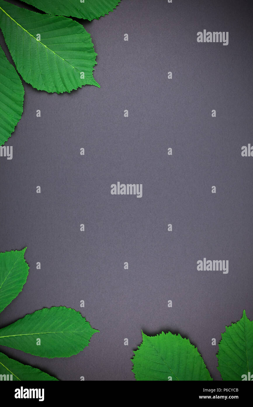 Creative botanical flat lay top view pattern with fresh bright green ...