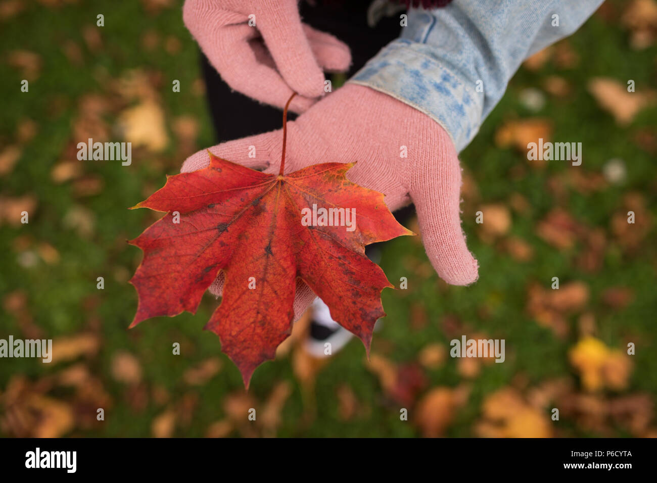 Hand holding maple leaf hi-res stock photography and images - Alamy