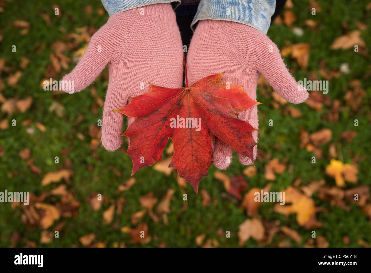 Hand holding maple leaf hi-res stock photography and images - Alamy