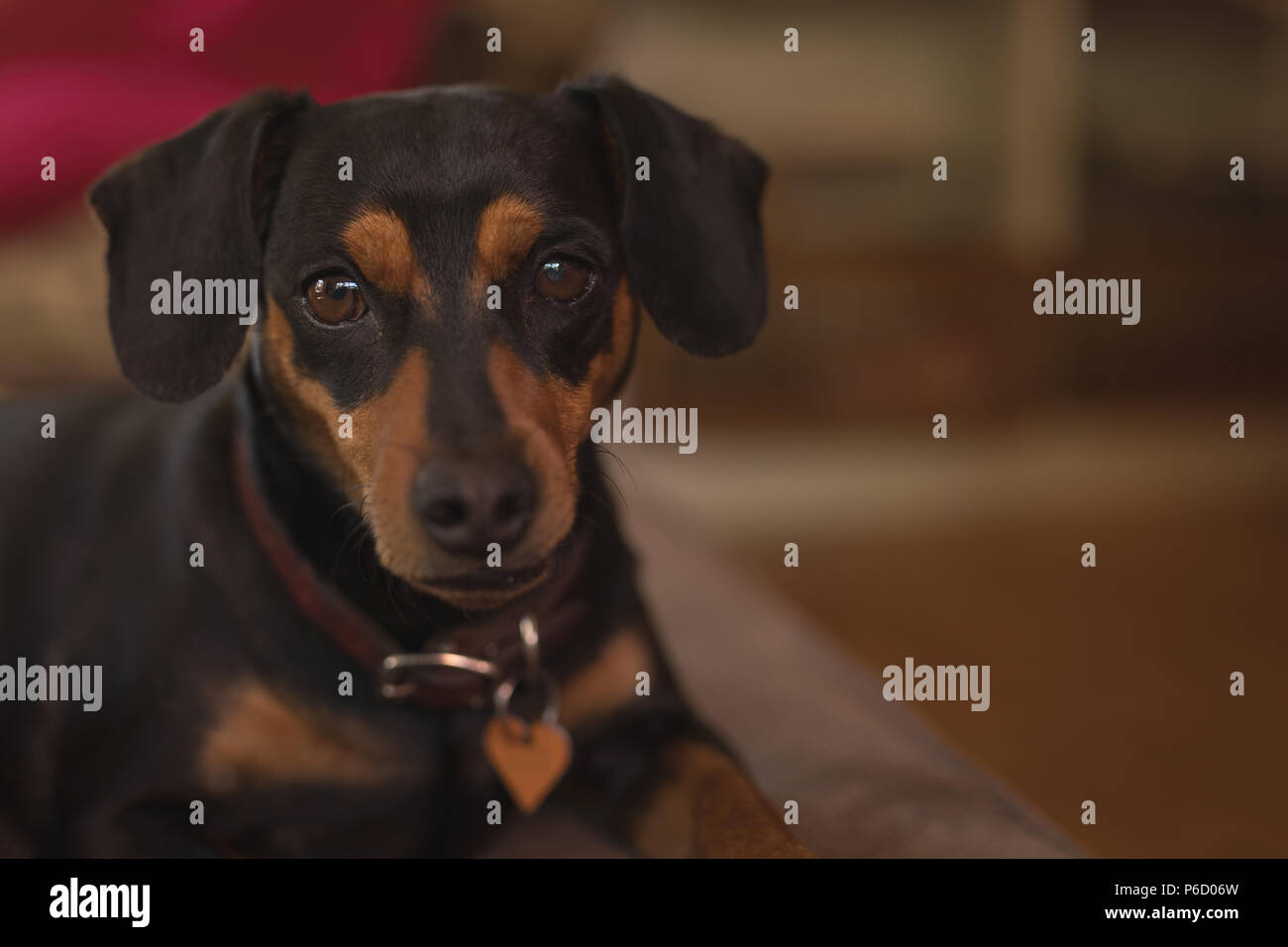 Dog looking at camera Stock Photo - Alamy