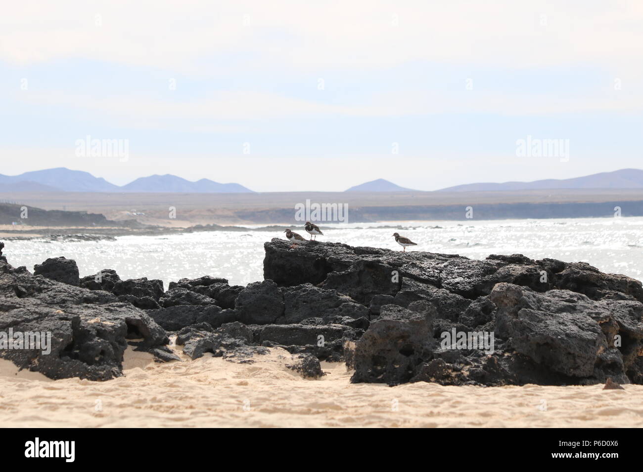 Breeding patterns hi-res stock photography and images - Alamy