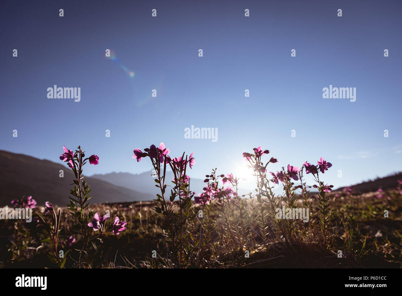 Flowers field in countryside Stock Photo - Alamy