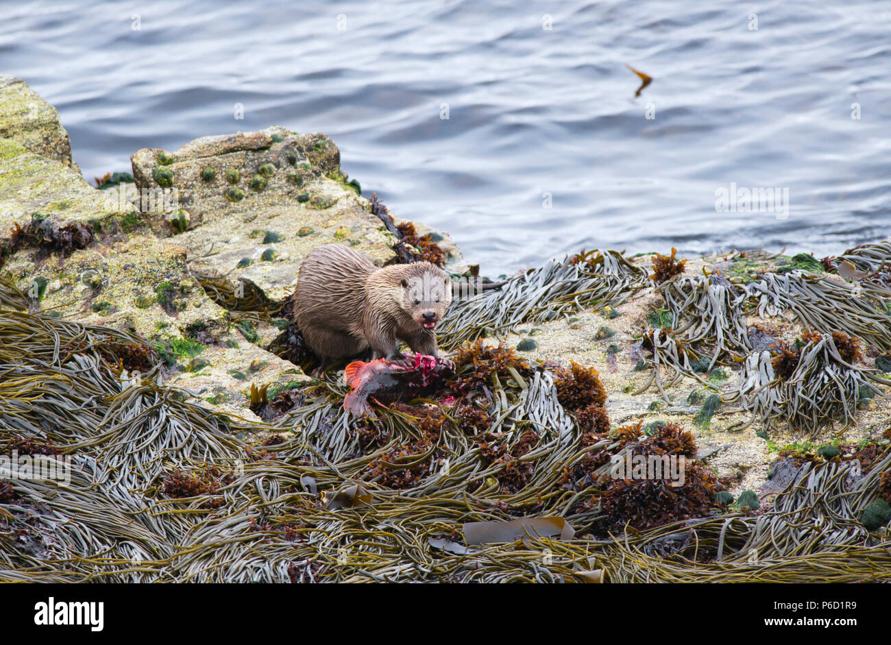 Lumpsucker fish hi-res stock photography and images - Alamy