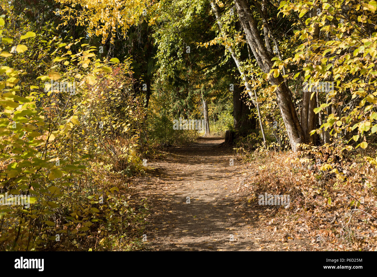 Pathway with trees in the forest Stock Photo - Alamy