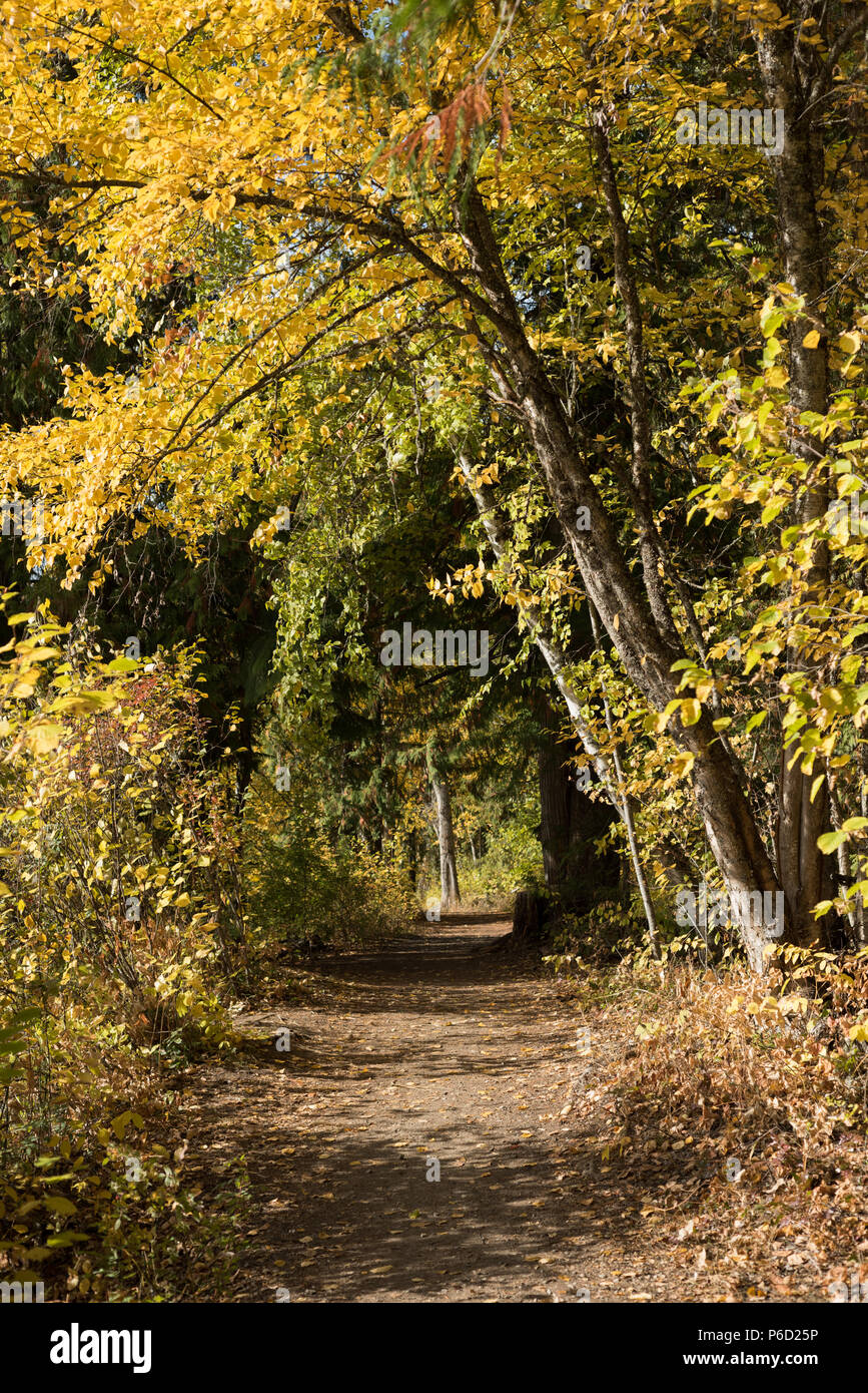 Pathway with trees in the forest Stock Photo - Alamy