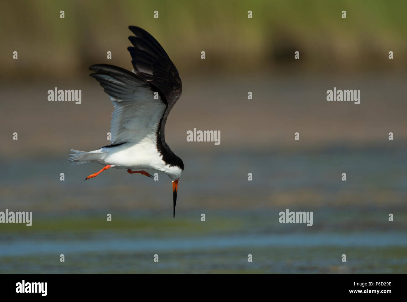 UNITED STATES: June 28, 2018; Black Skimmer, Rynchops niger, Ocracoke ...