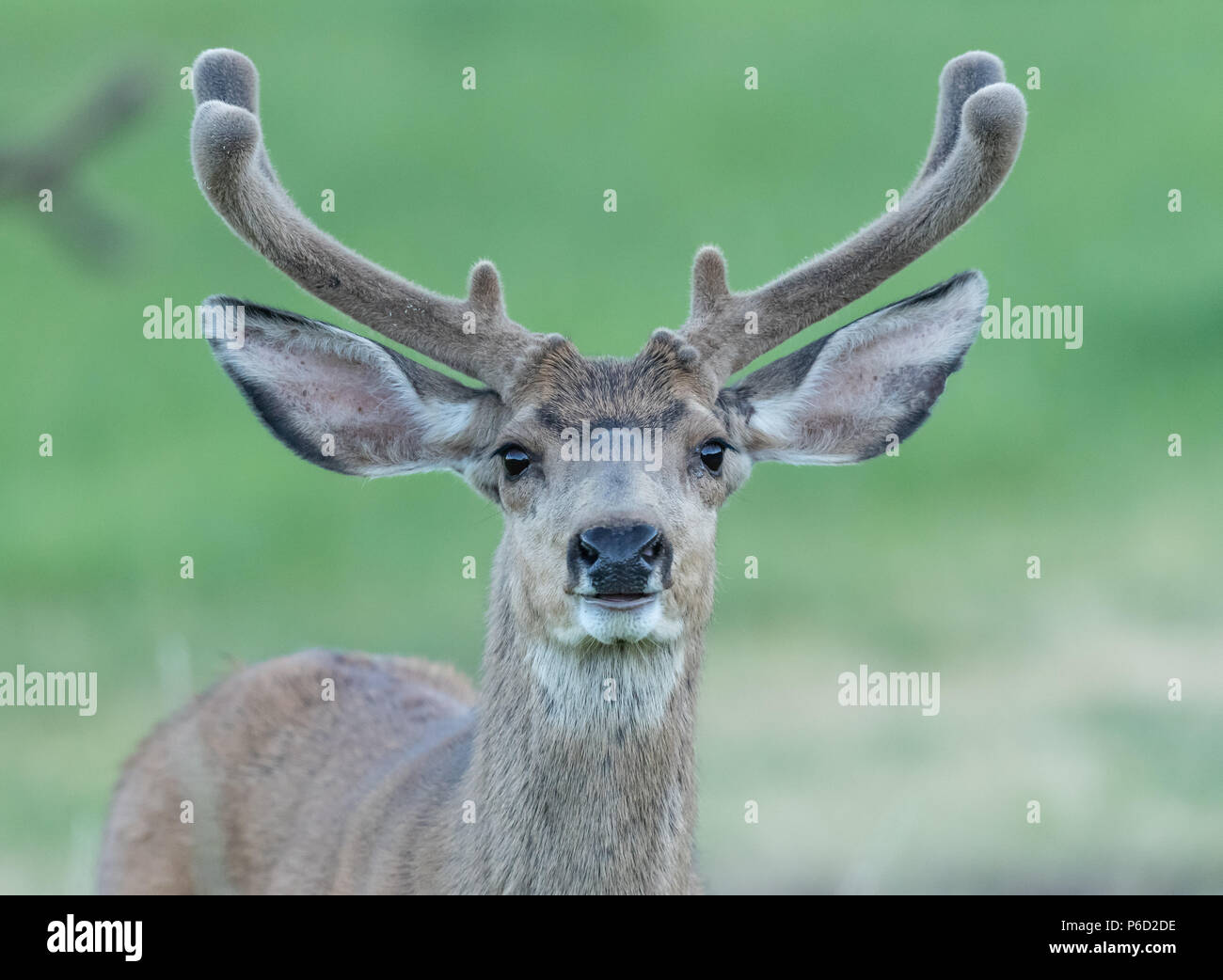Velvet rack hi-res stock photography and images - Alamy