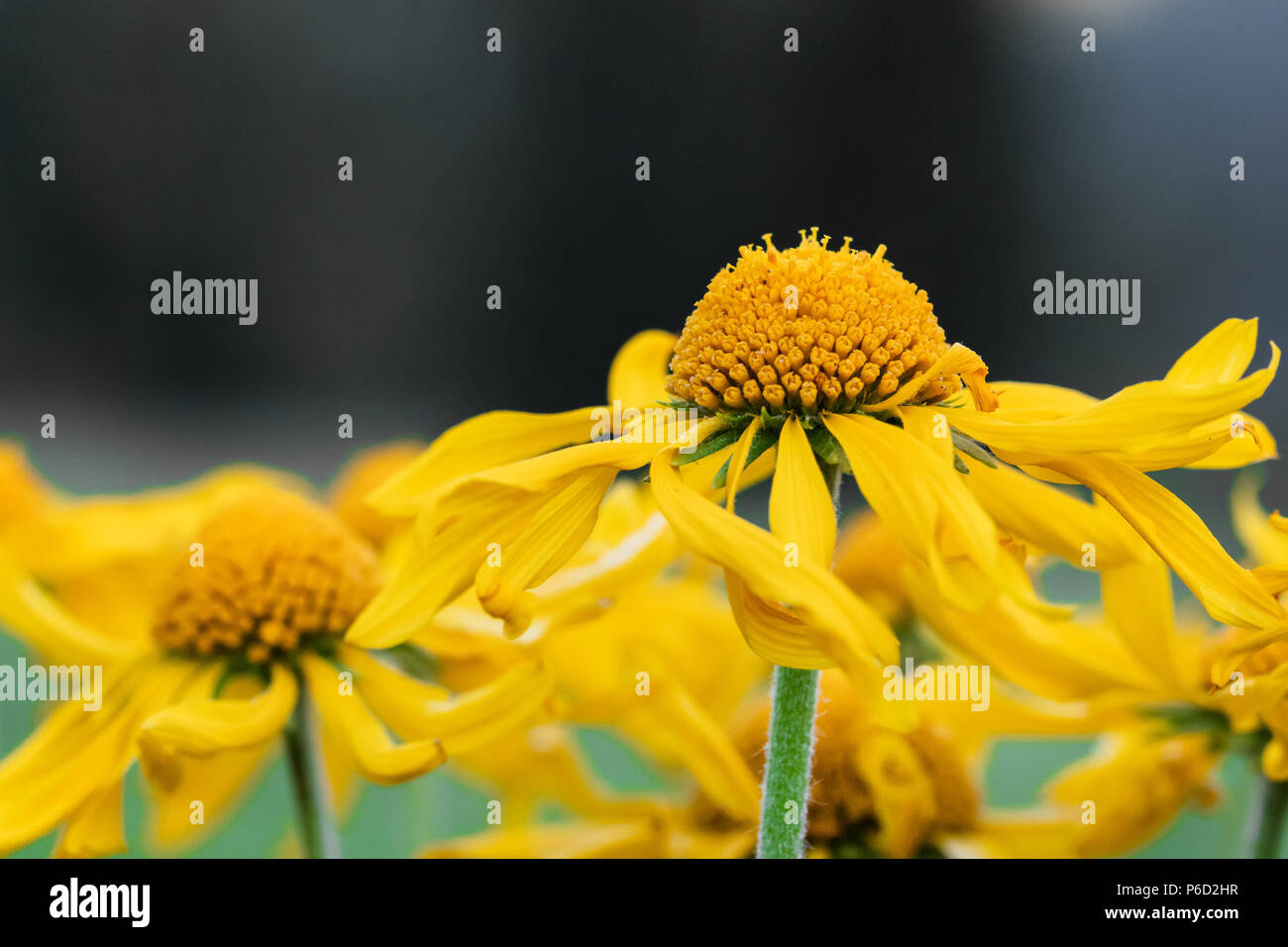 Sunflowers in the breeze hi-res stock photography and images - Alamy