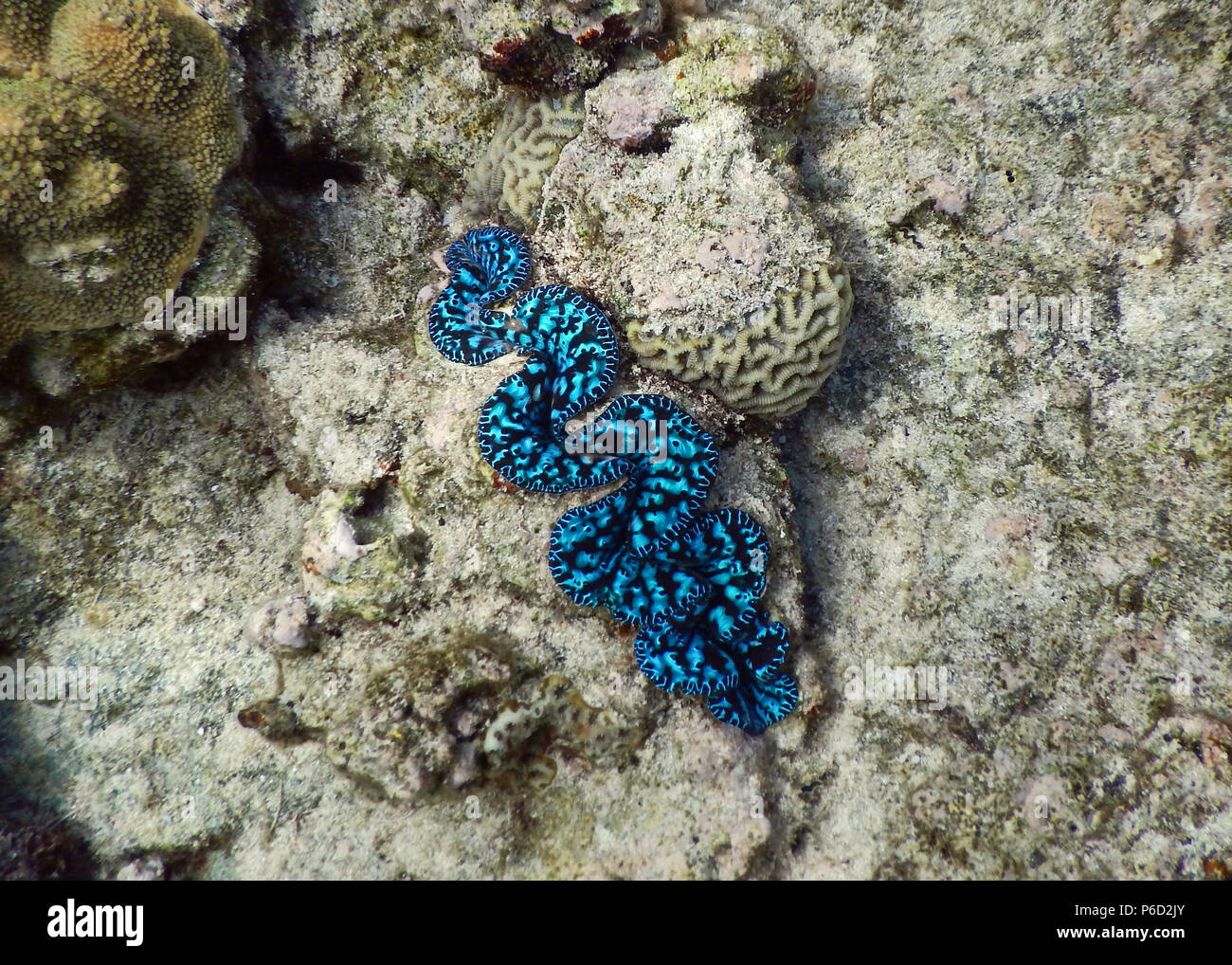 Colorful clam underwater Stock Photo - Alamy