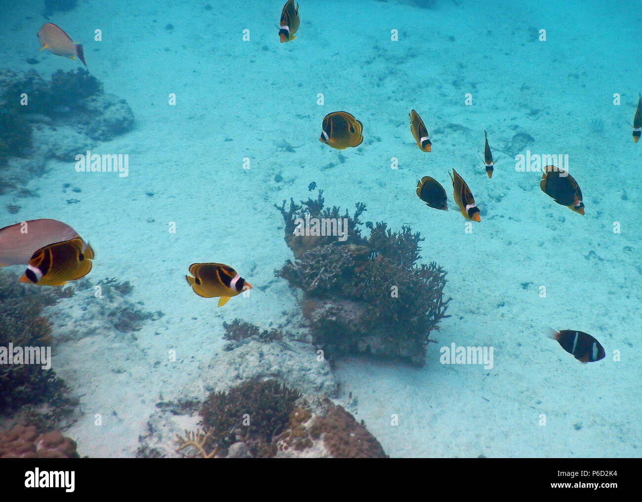 Underwater scene tropical fish background hi-res stock photography and ...