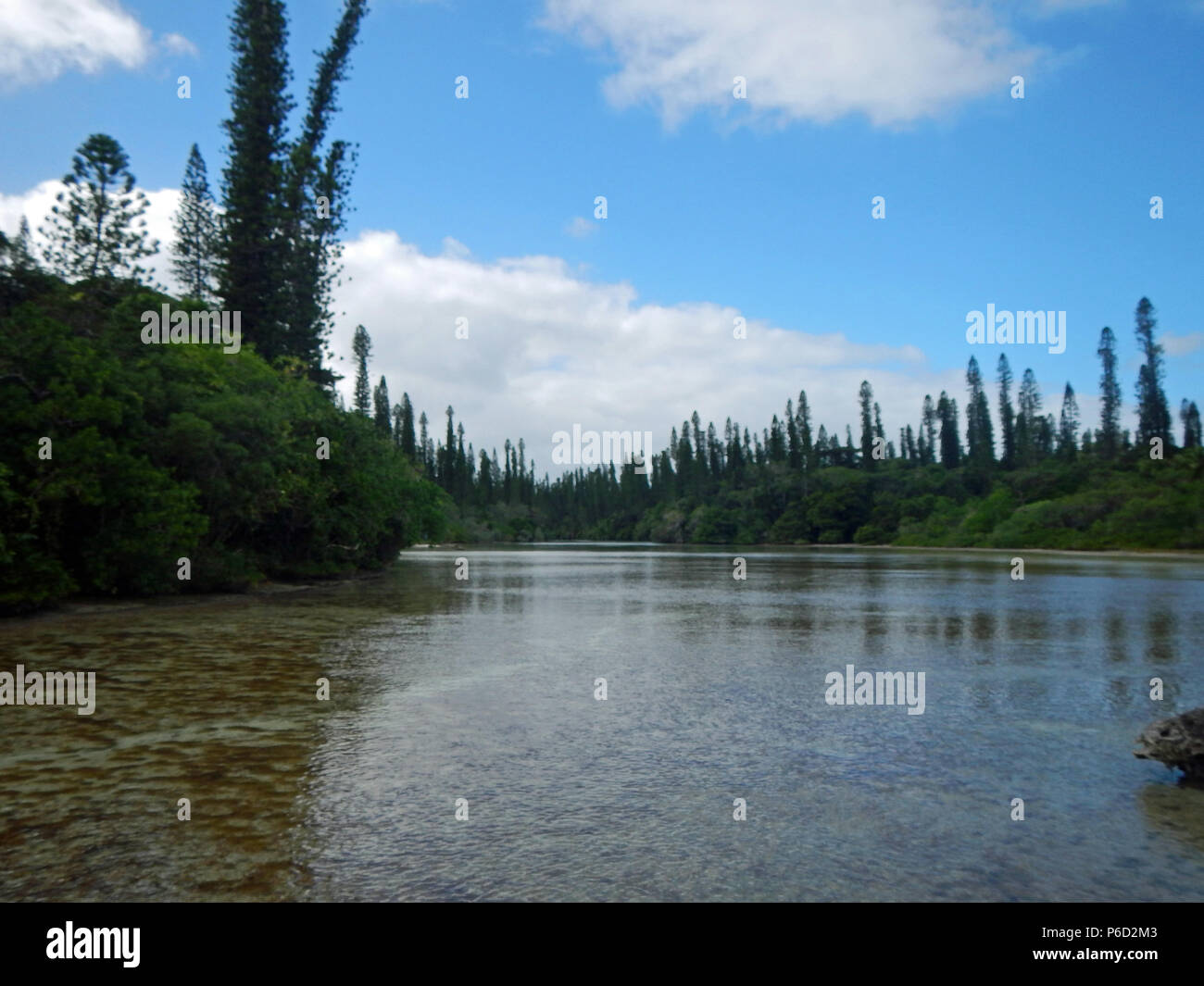 New caledonia pine hi-res stock photography and images - Alamy