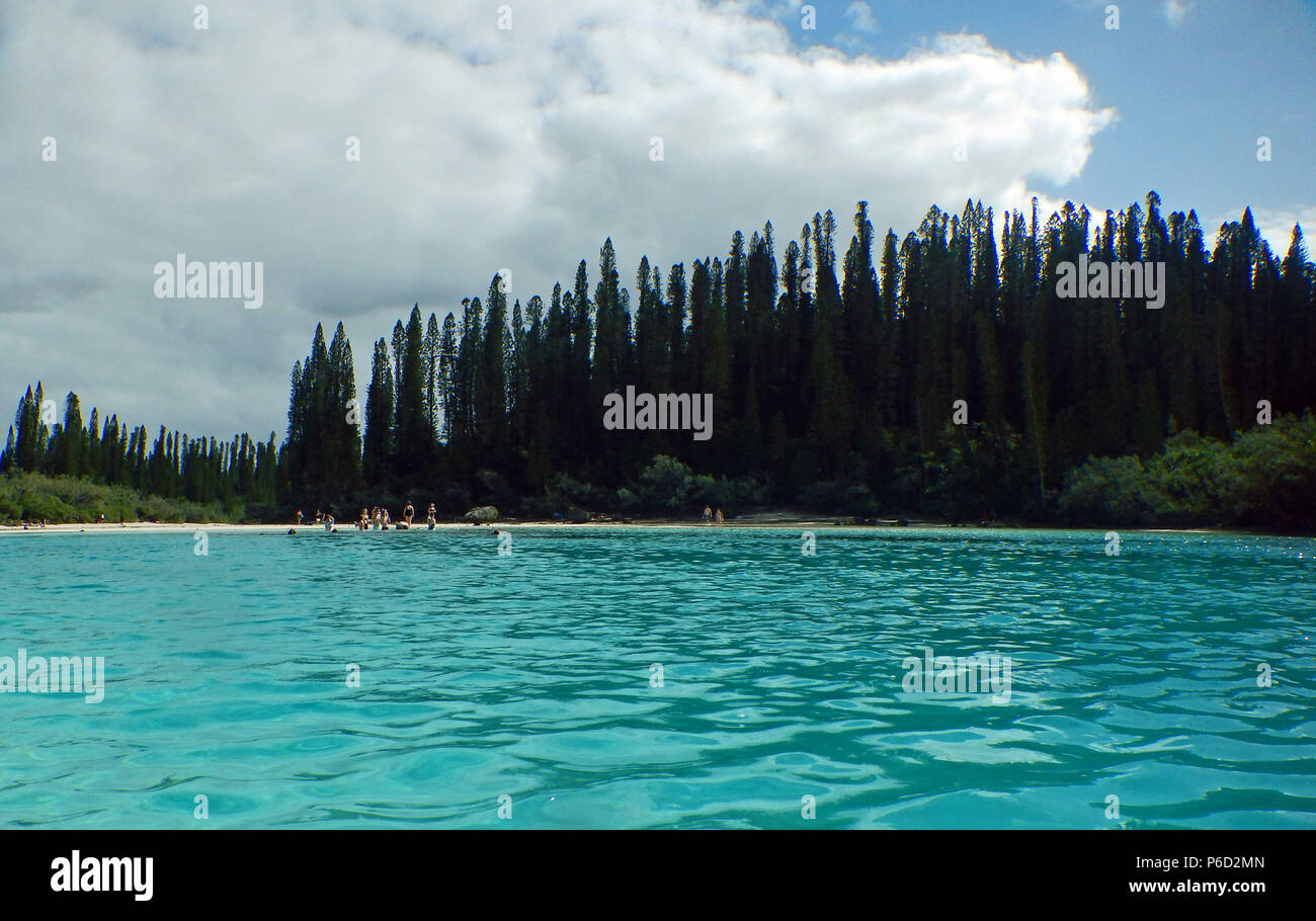 New caledonia pine hi-res stock photography and images - Alamy