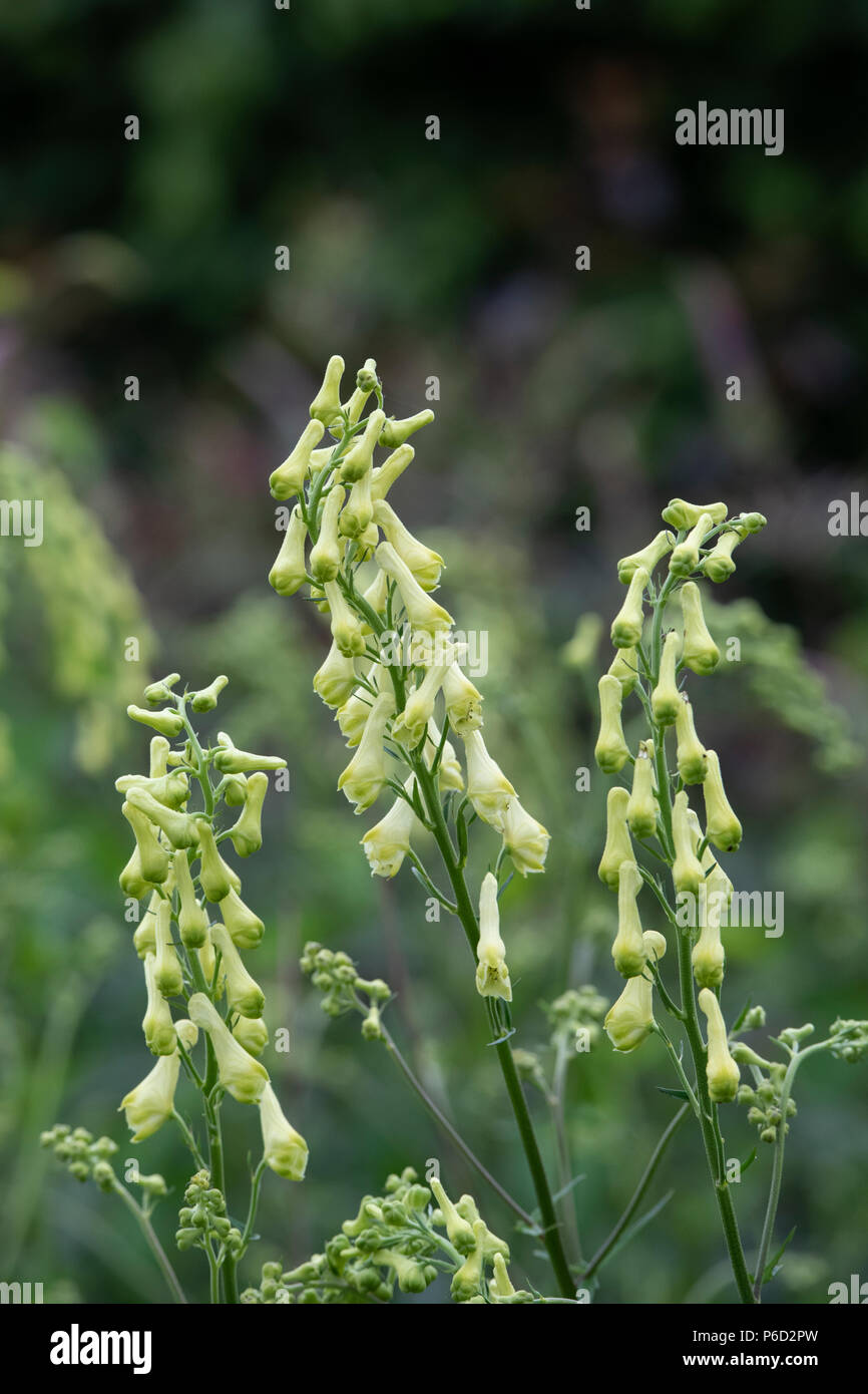 Yellow flower spikes hi-res stock photography and images - Alamy