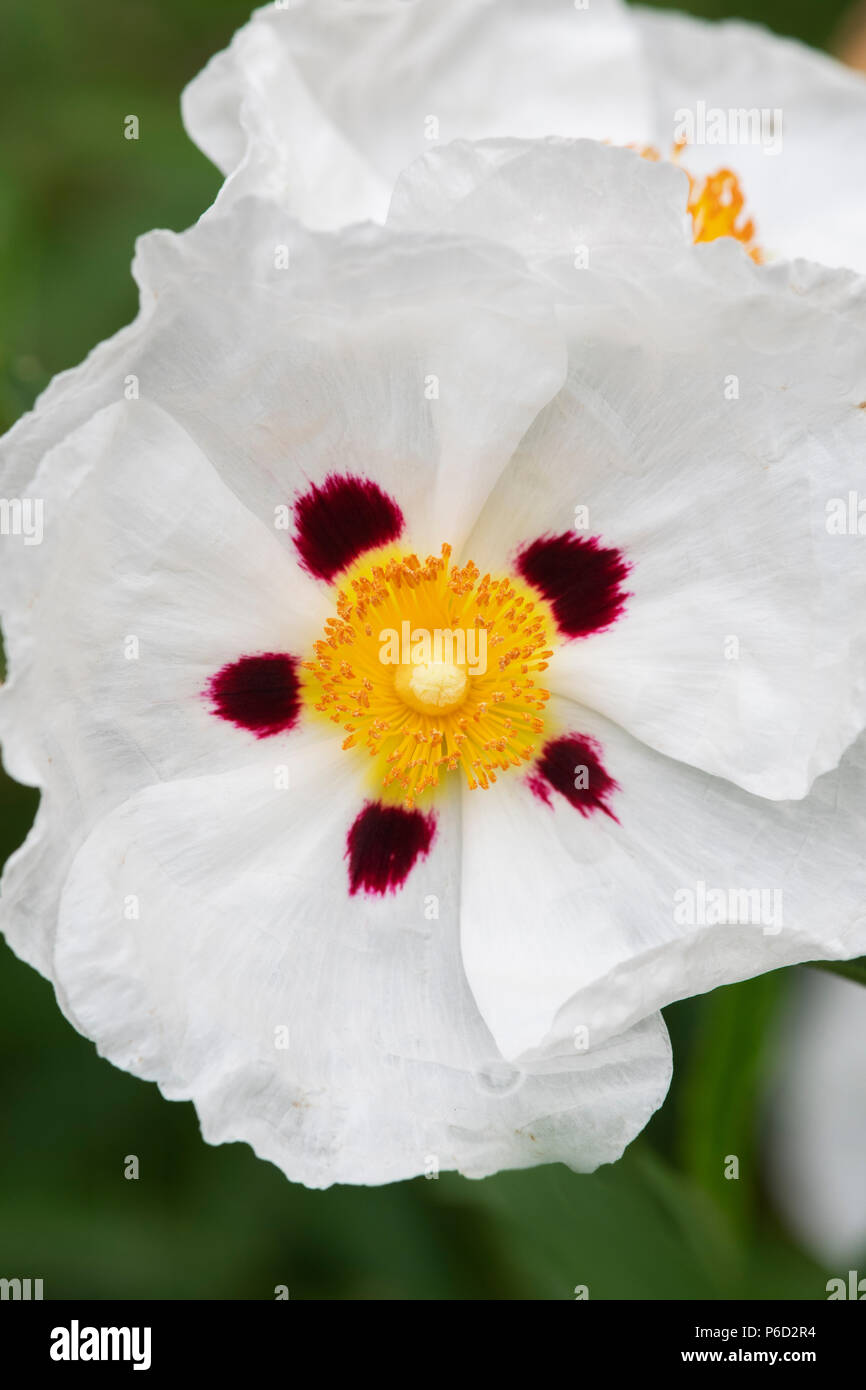 Cistus x Laxus ‘Snow white’. Rock rose ’Snow white’ in an english ...