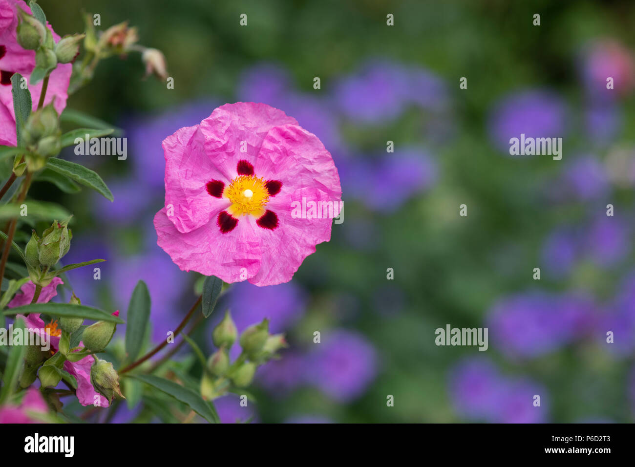 Cistus x purpureus. Purple-flowered rock rose in an english garden in ...