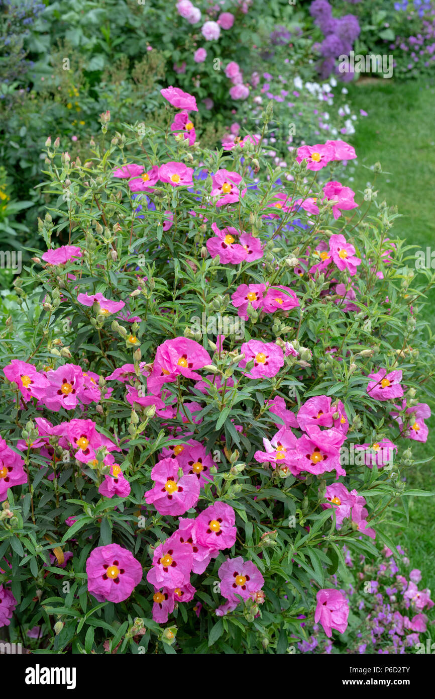 Cistus x purpureus. Purple-flowered rock rose in an english garden in ...