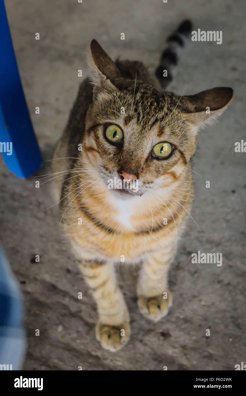 Cute greek cat waiting food Stock Photo - Alamy