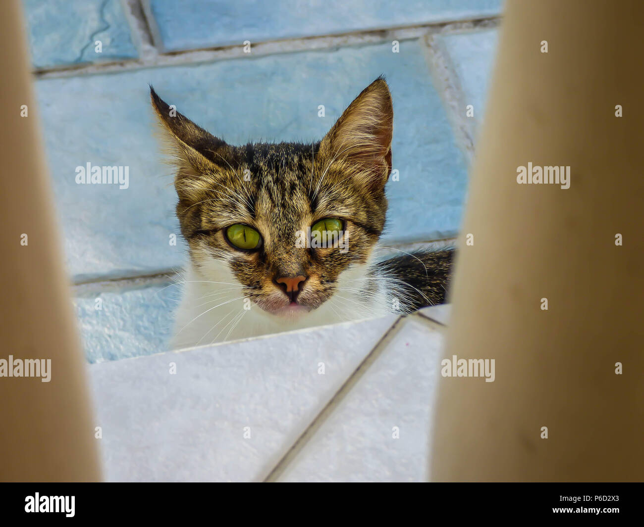 Cute greek cat waiting food Stock Photo - Alamy