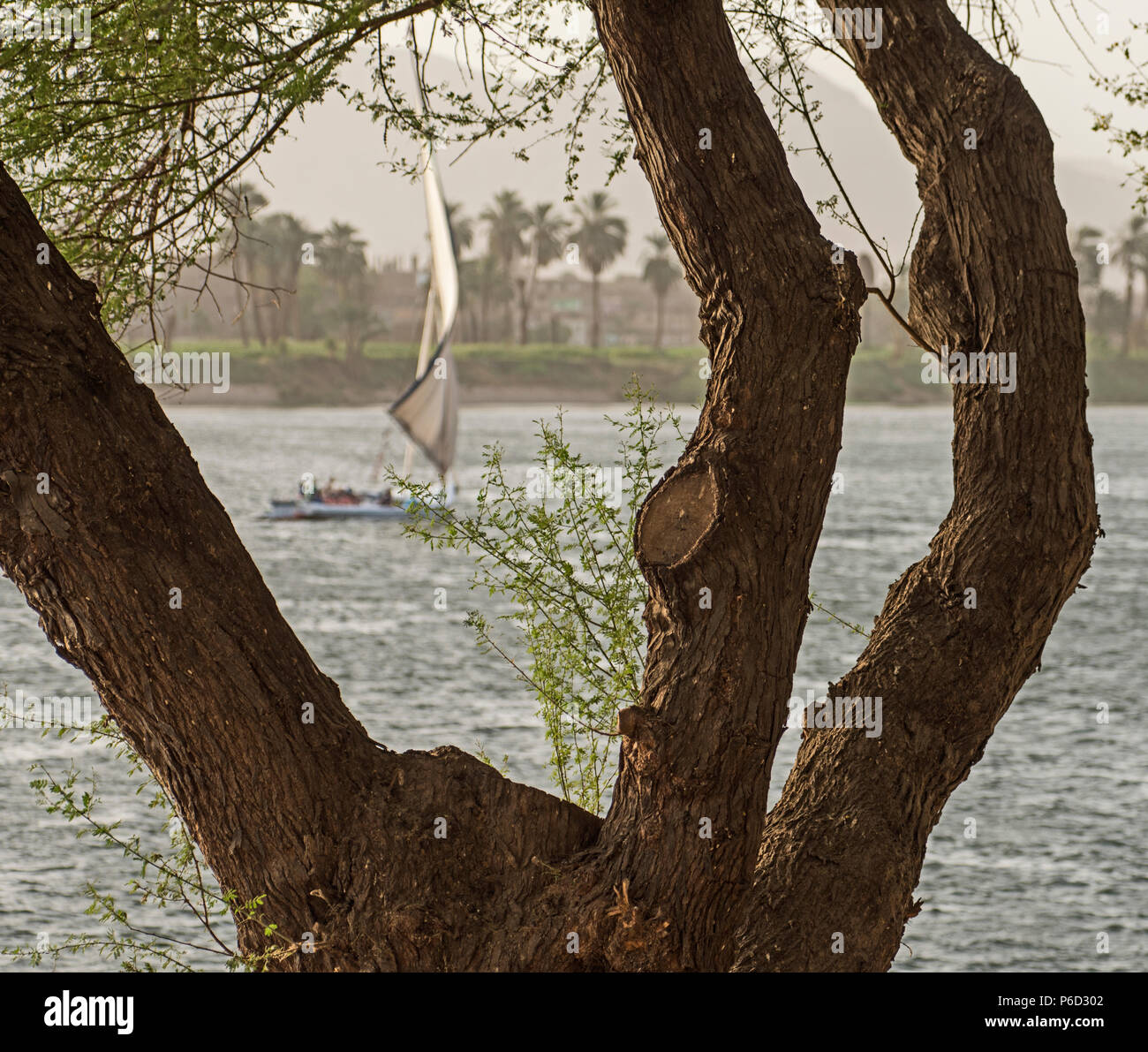 Traditional Egyptian felluca sailing boat in rural countryside setting ...