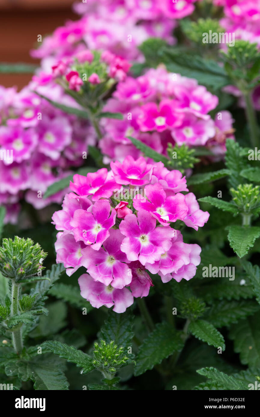 Pink and white verbena hi-res stock photography and images - Alamy
