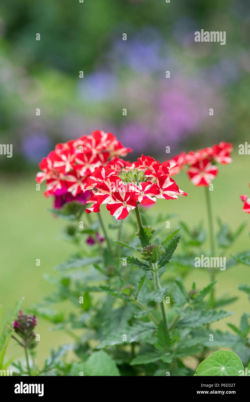 Verbena Voodoo Red Star flowers in an english garden. UK Stock Photo ...