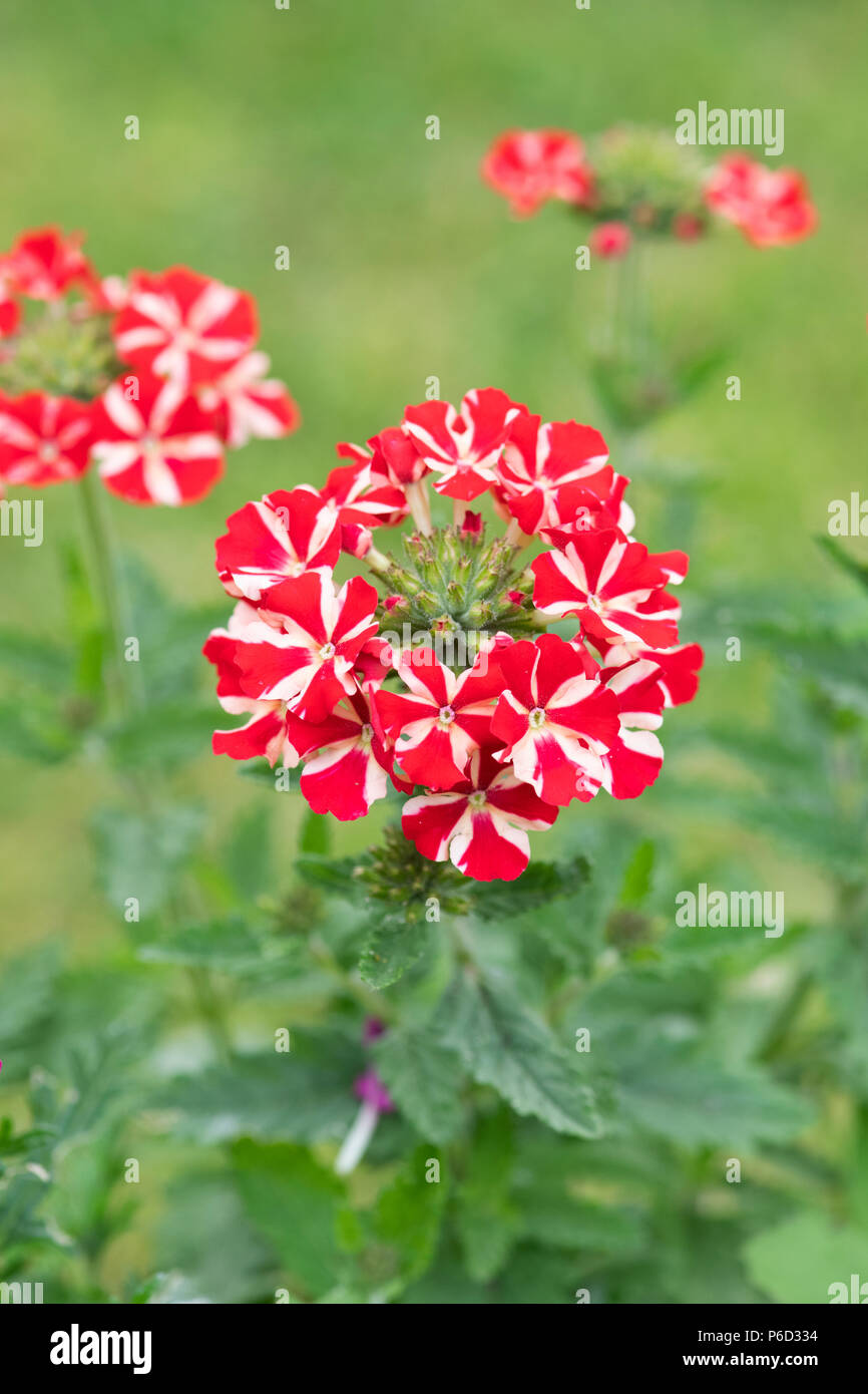 Verbena Voodoo Red Star flowers in an english garden. UK Stock Photo ...