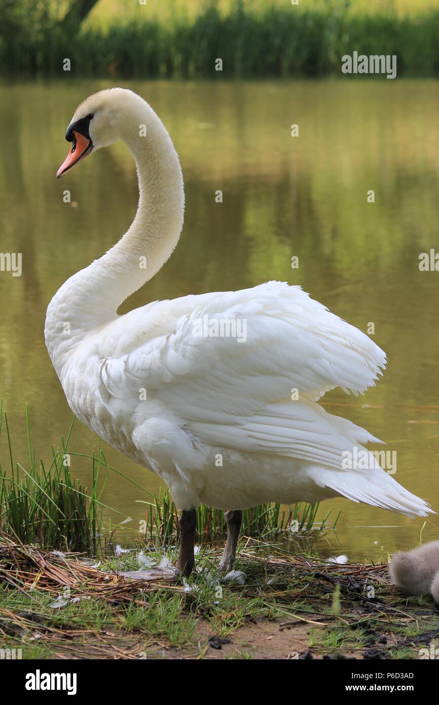 Swan family with adopted Goose In Nijmegen Stock Photo - Alamy