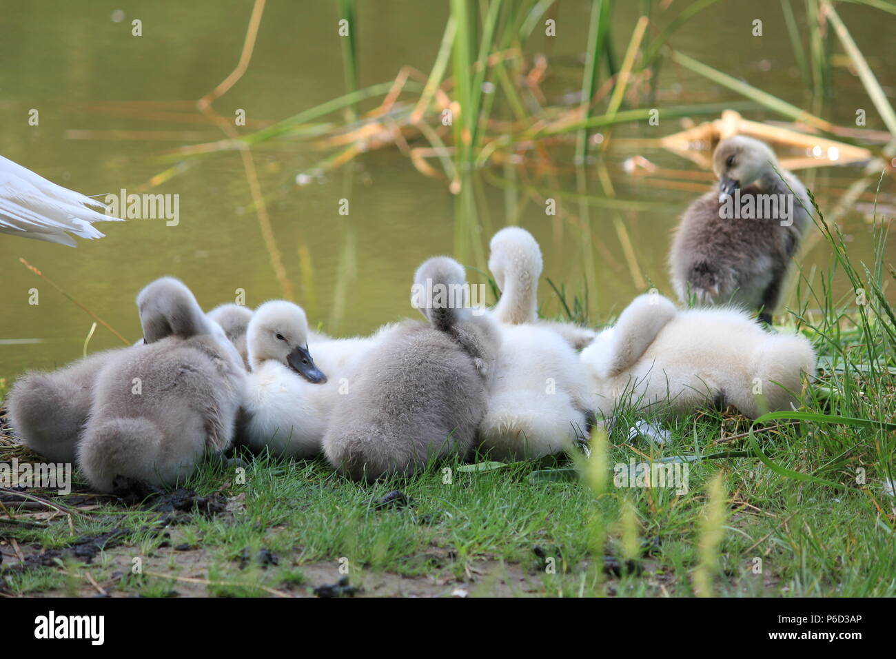 Swan family with adopted Goose In Nijmegen Stock Photo - Alamy