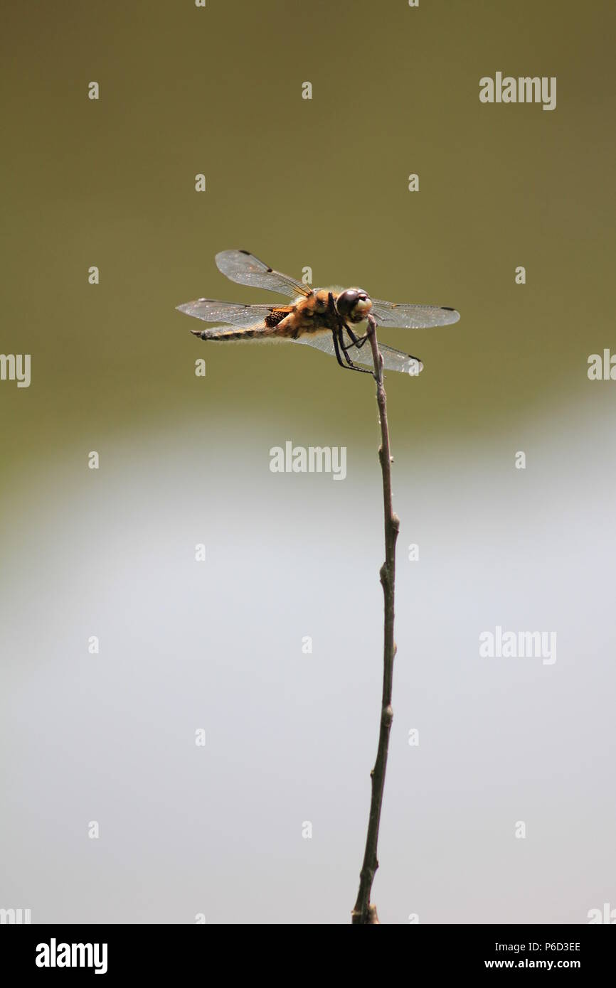 Agile muscles hi-res stock photography and images - Alamy