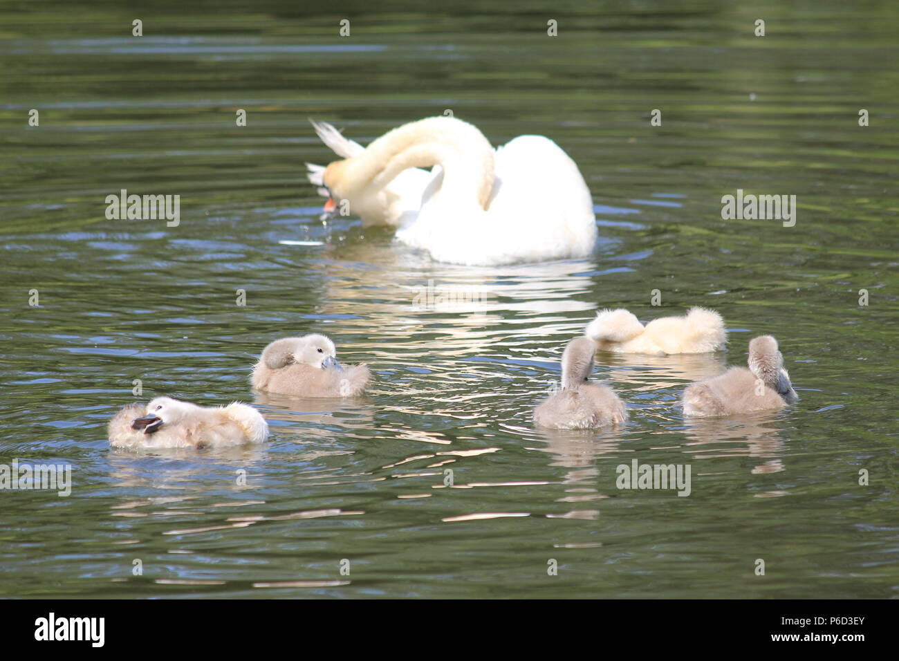 Swan family with adopted Goose In Nijmegen Stock Photo - Alamy