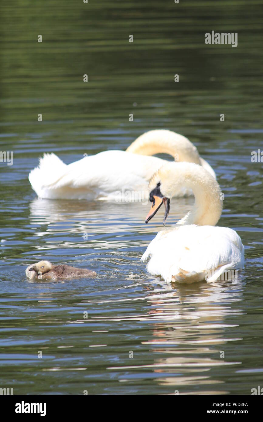 Swan family with adopted Goose In Nijmegen Stock Photo - Alamy
