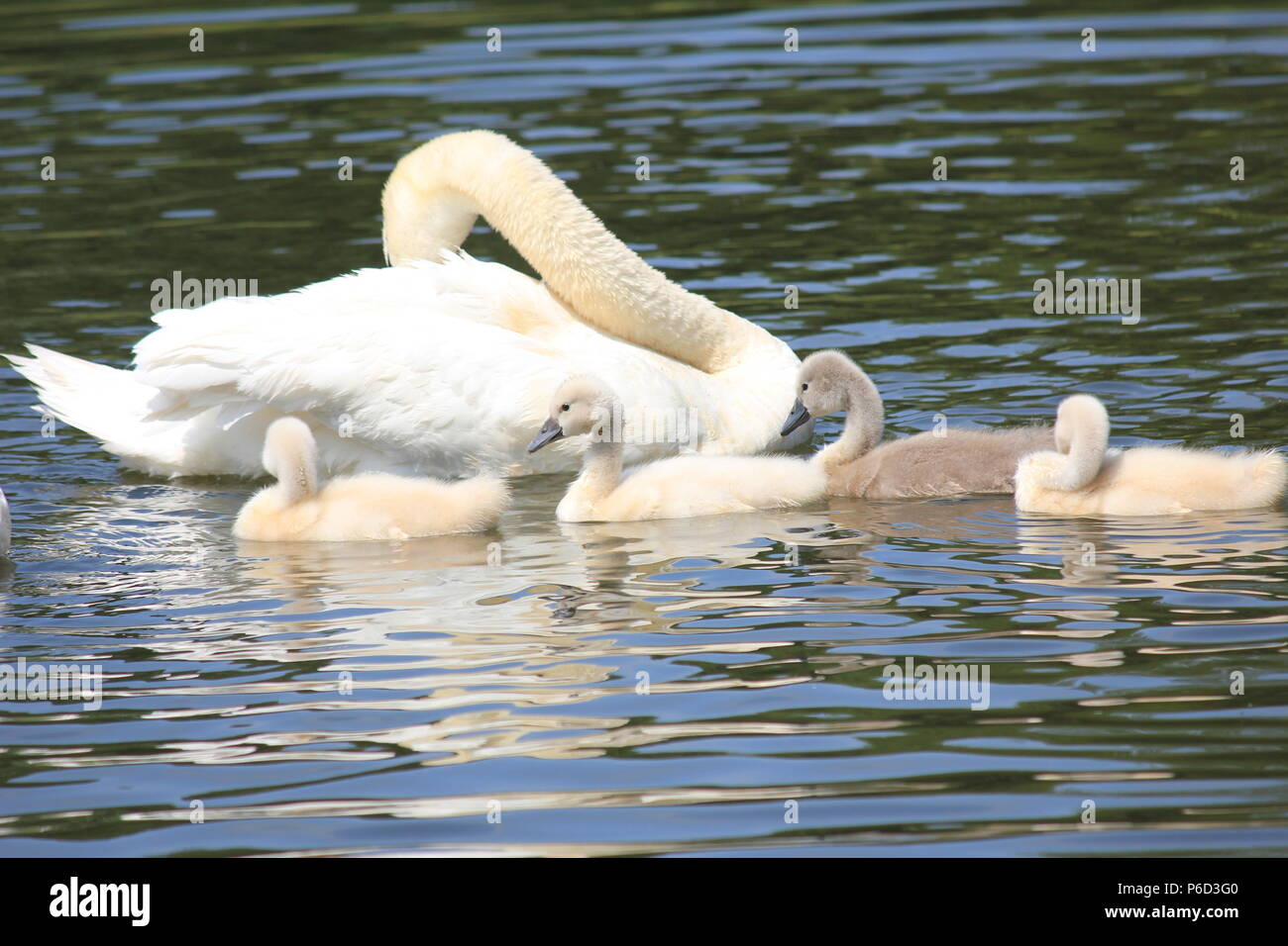 Swan family with adopted Goose In Nijmegen Stock Photo - Alamy