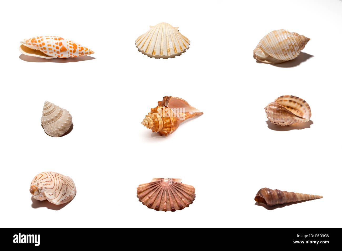 Varieties of seashells hi-res stock photography and images - Alamy