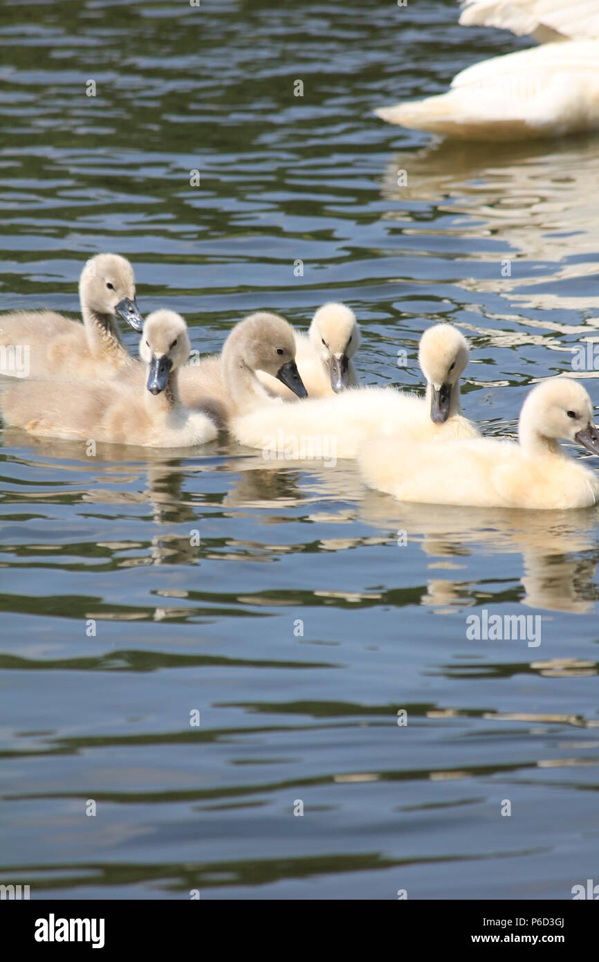 Swan family with adopted Goose In Nijmegen Stock Photo - Alamy