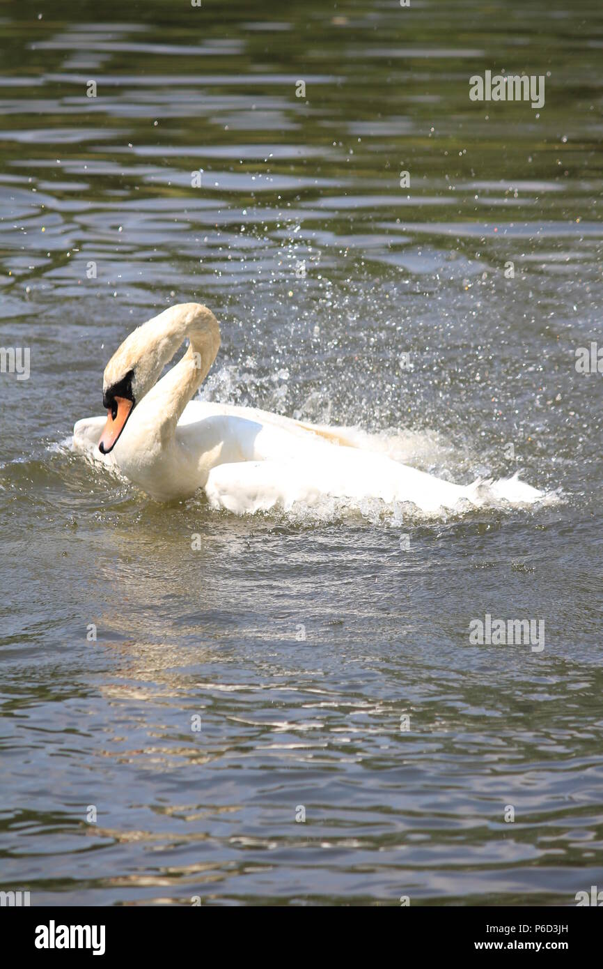 Swan family with adopted Goose In Nijmegen Stock Photo - Alamy