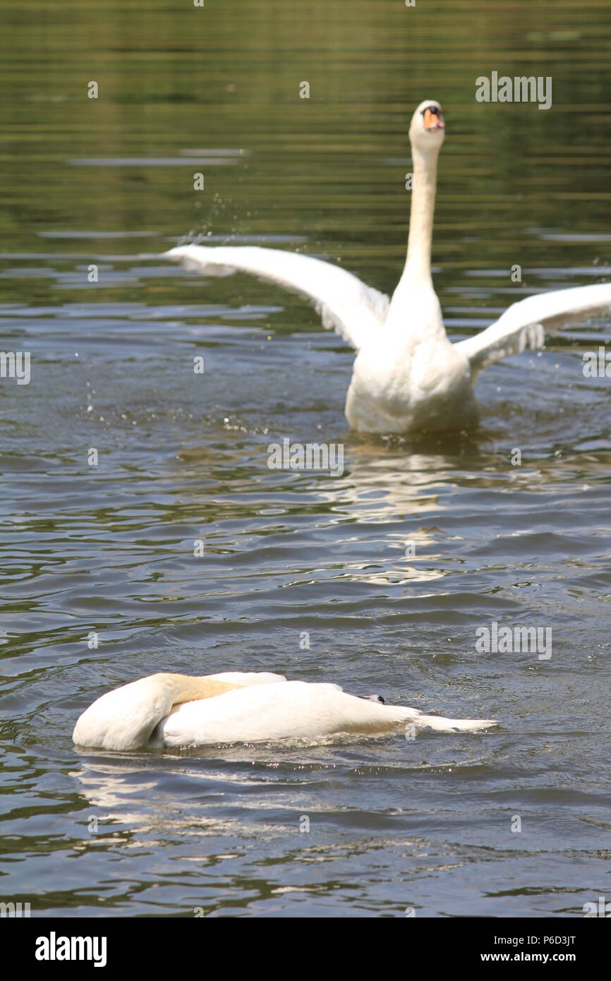 Swan family with adopted Goose In Nijmegen Stock Photo - Alamy