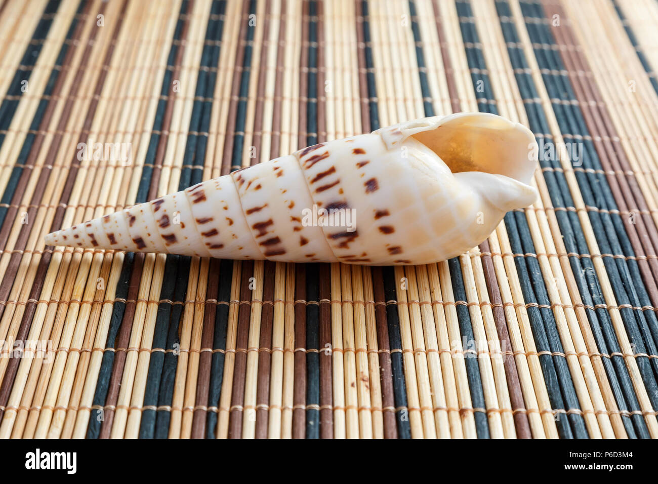Sea shell on a light colored background of vertical lines Stock Photo ...