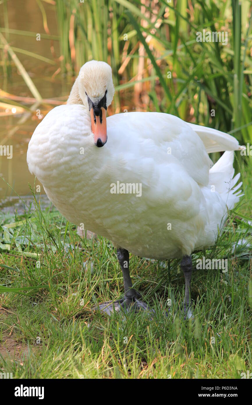 Swan family with adopted Goose In Nijmegen Stock Photo - Alamy