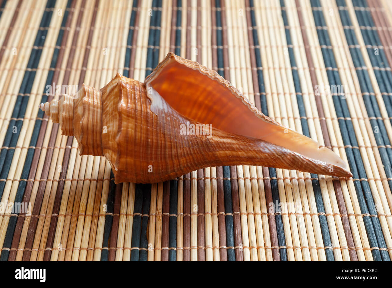 Light colored shell hi-res stock photography and images - Alamy