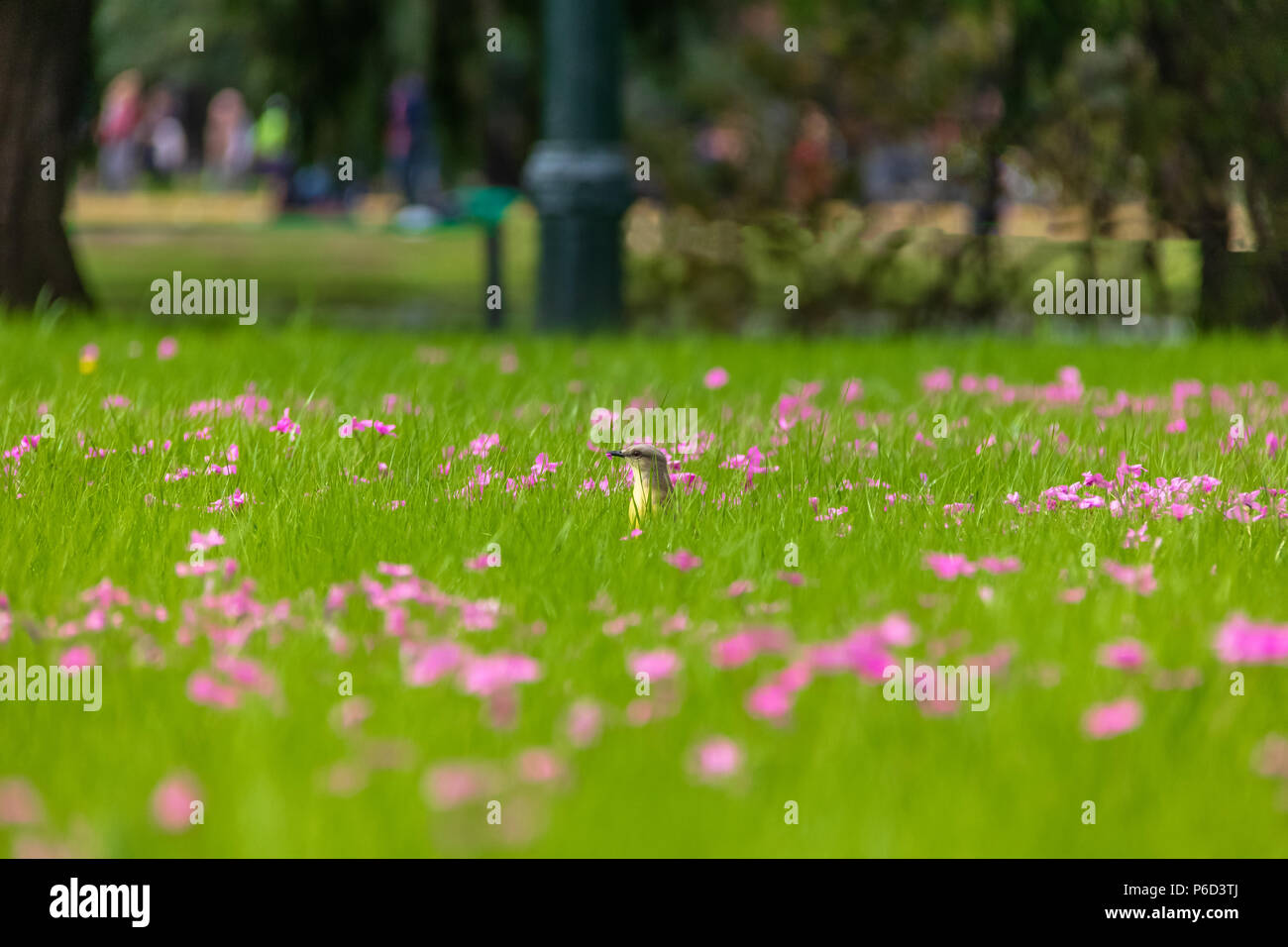 Cattle Tyrant bird (Machetornis rixosa) on a high grass green field ...