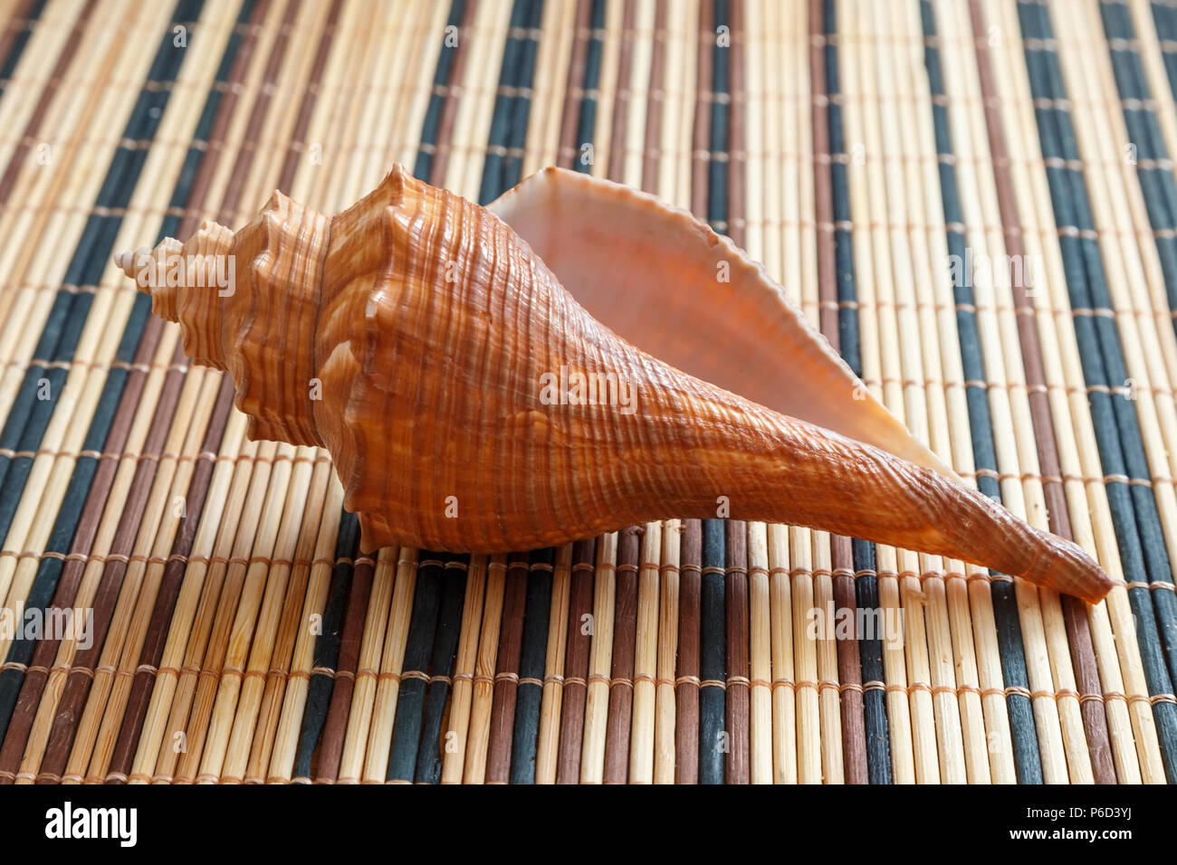 Sea shell on a light colored background of vertical lines Stock Photo ...